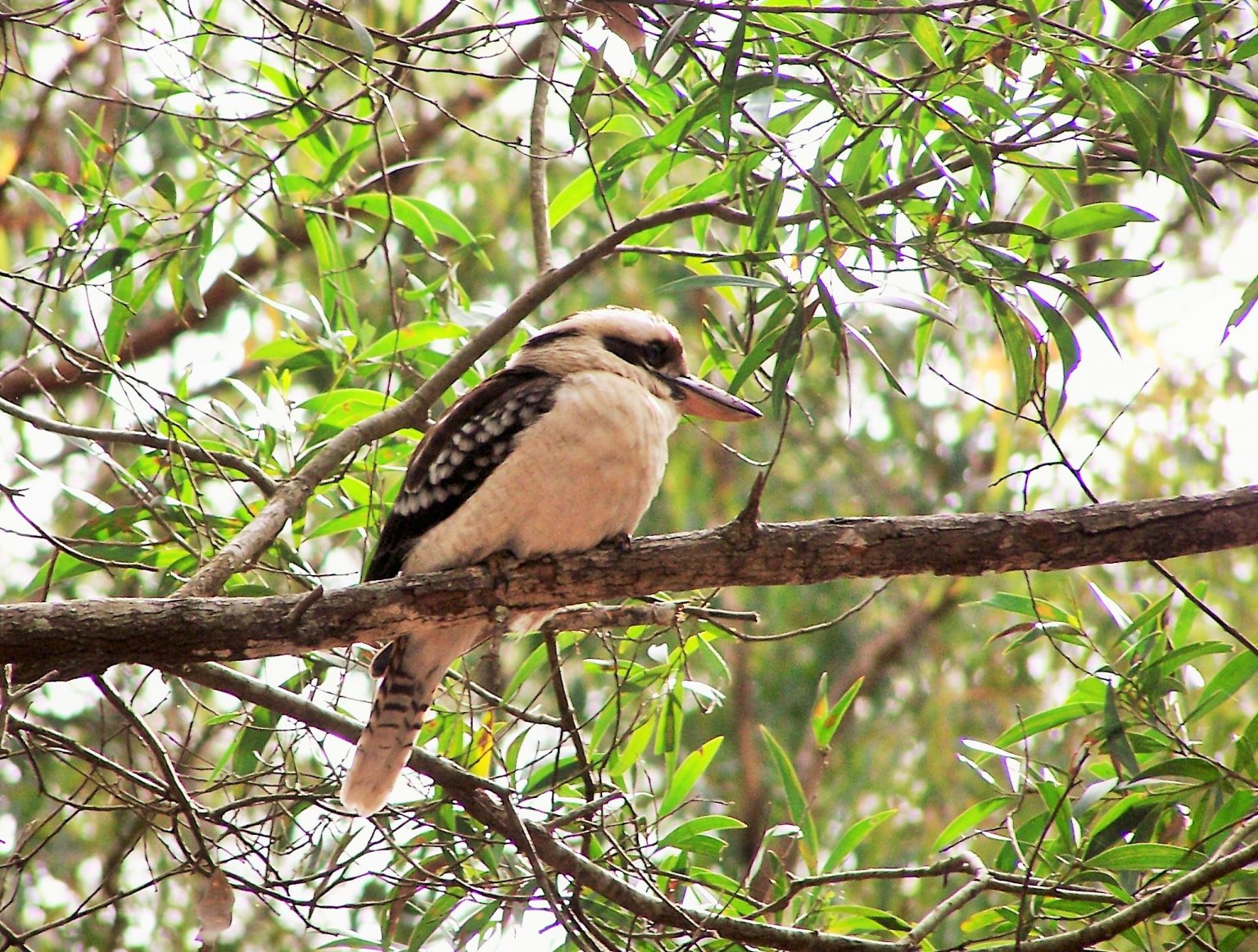 Kookaburra Sits in the Old Gum Tree – Kylie van Dam